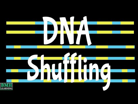 DNA Shuffling | Gene Variants Using DNA Shuffling | Gene Shuffling ...