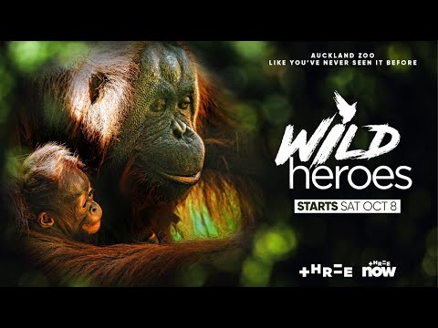 Wild Heroes - Auckland Zoo on screen!