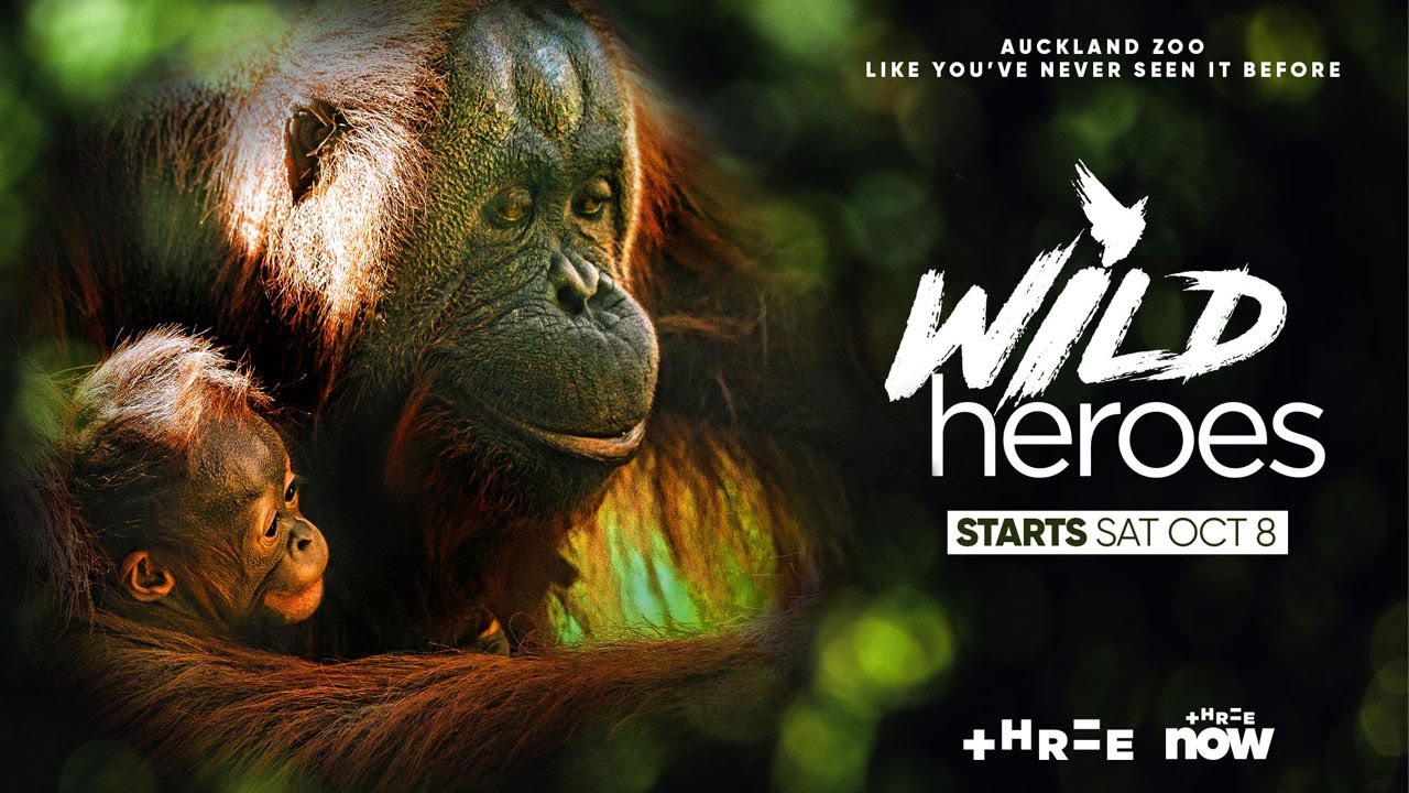 Wild Heroes - Auckland Zoo on screen! - YouTube