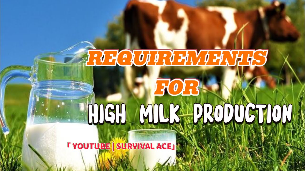 HOW TO ACHIEVE HIGH MILK PRODUCTION IN DAIRY FARMING || What is need to ...