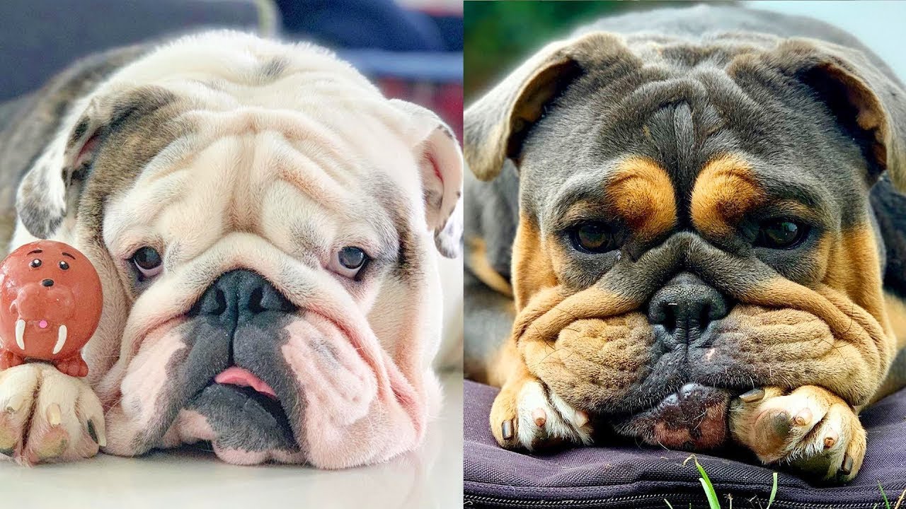 ENGLISH BULLDOGS - Ưhoever said Bulldogs where lazy lied - YouTube