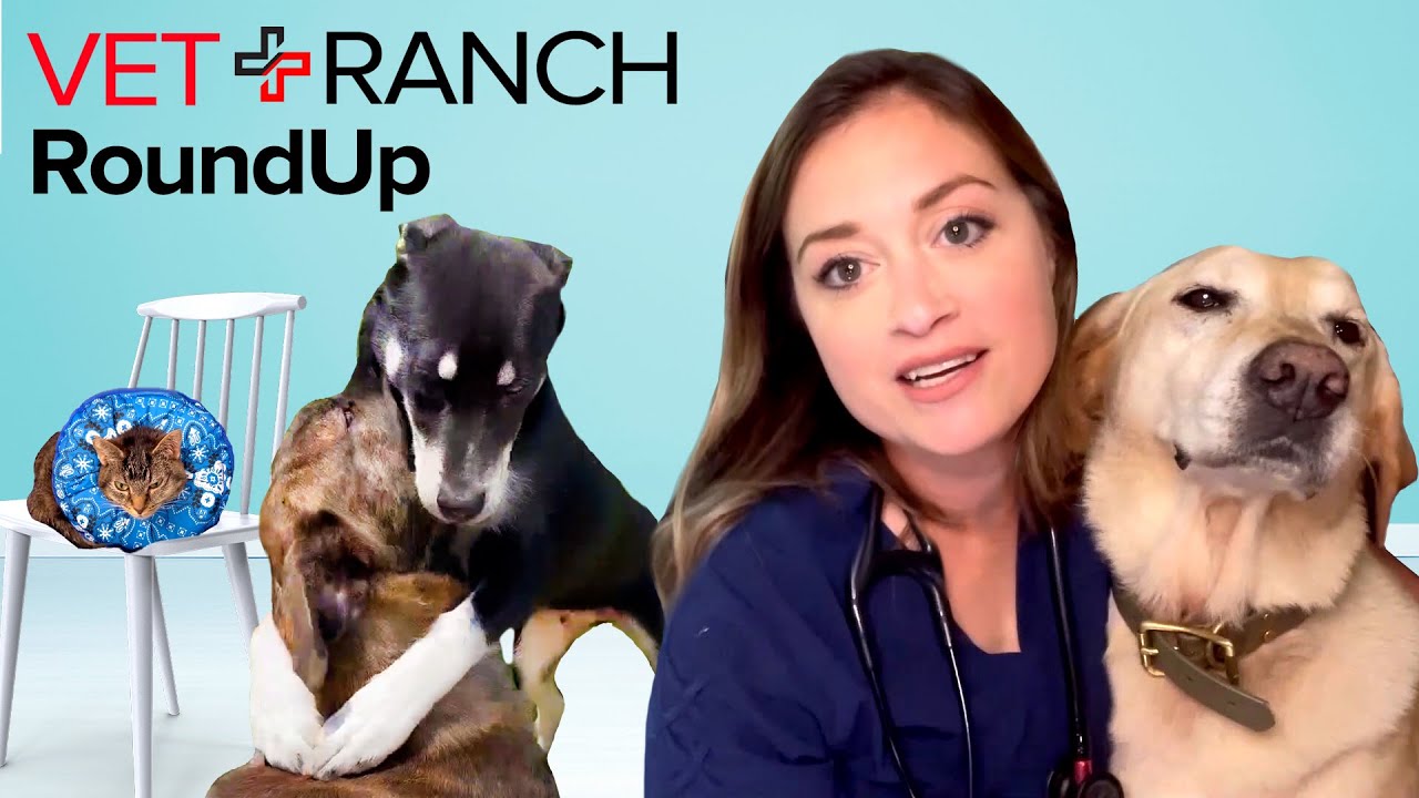 You heard me... I said a FISH on Vet Ranch RoundUp this week! - YouTube