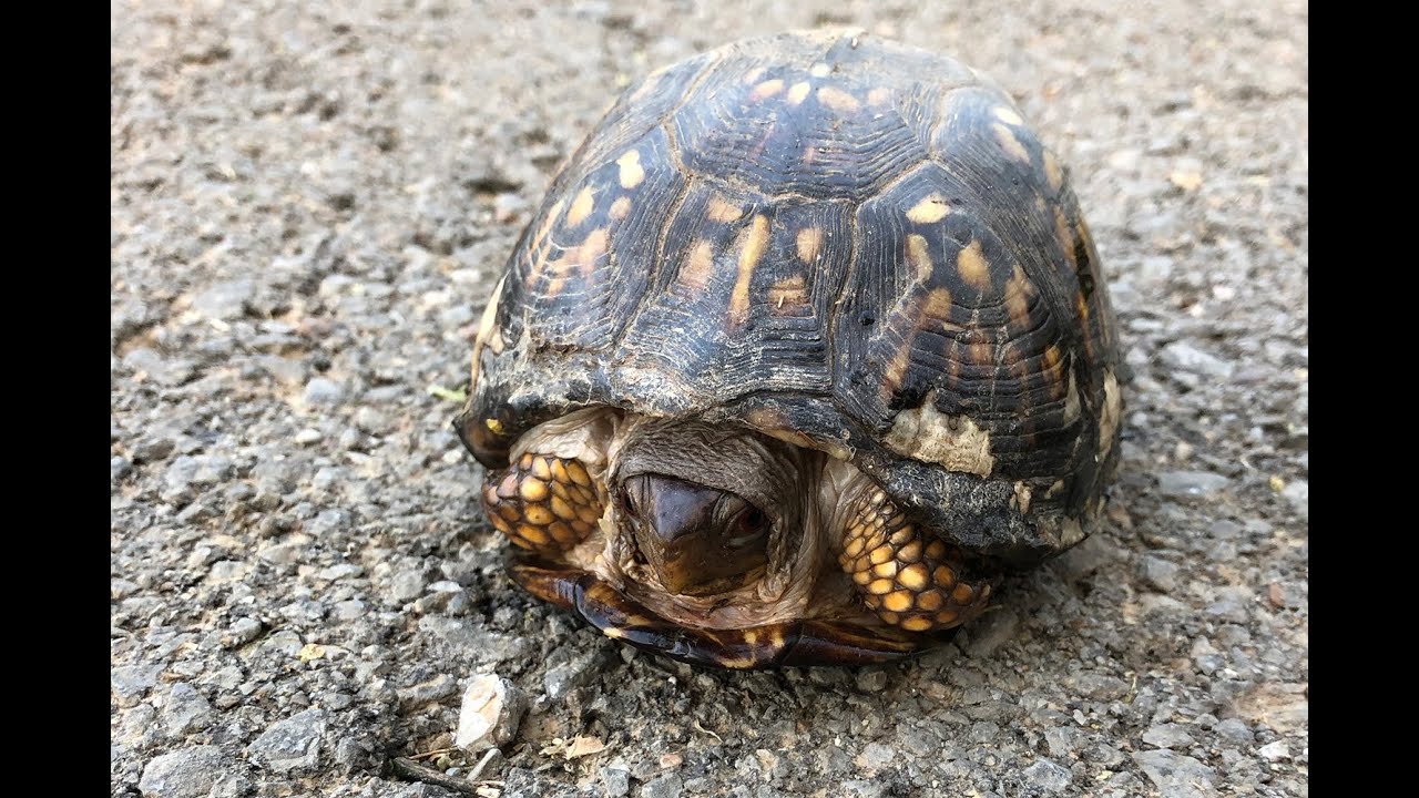 Eastern Box Turtle on a Morning Walk - YouTube