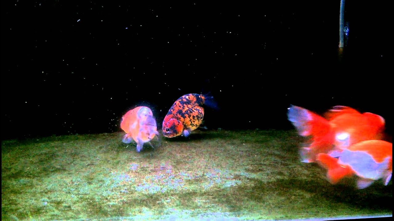 Love Goldfish - YouTube