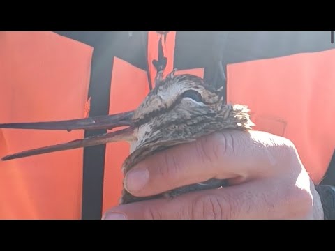 κυνήγι μπεκατσας Καλαμάτα - YouTube