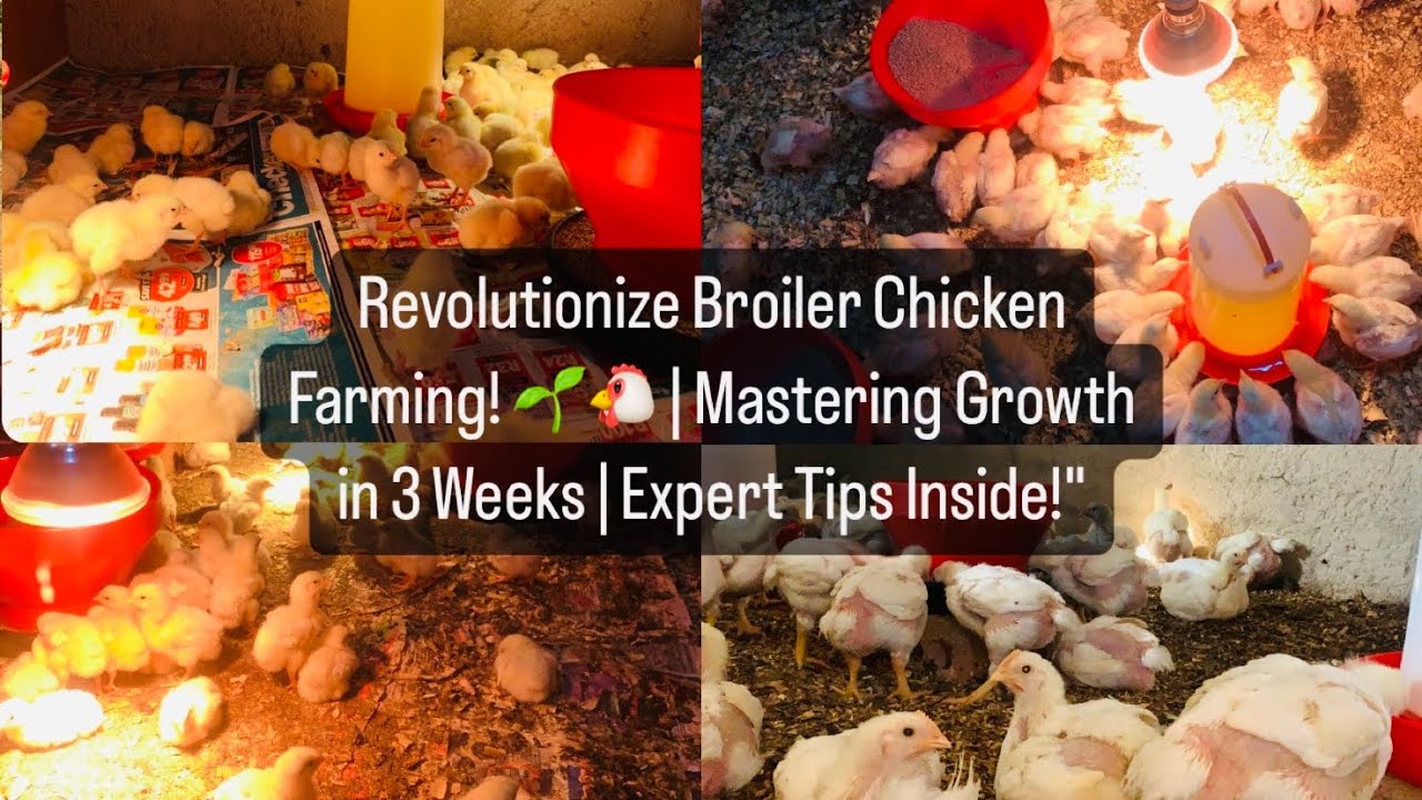 Day 22: Day in the Life of a South African Poultry Farmer: Secrets to ...