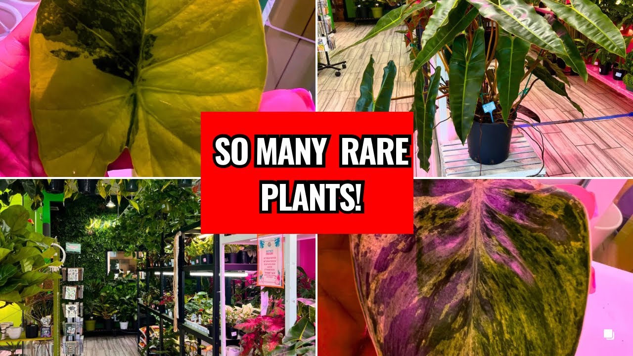 NEW Rare Plants |This Denver store exceeded my Expectations! - YouTube