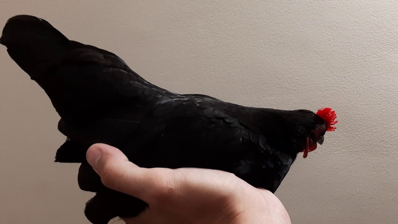 O gainusa pitica - YouTube