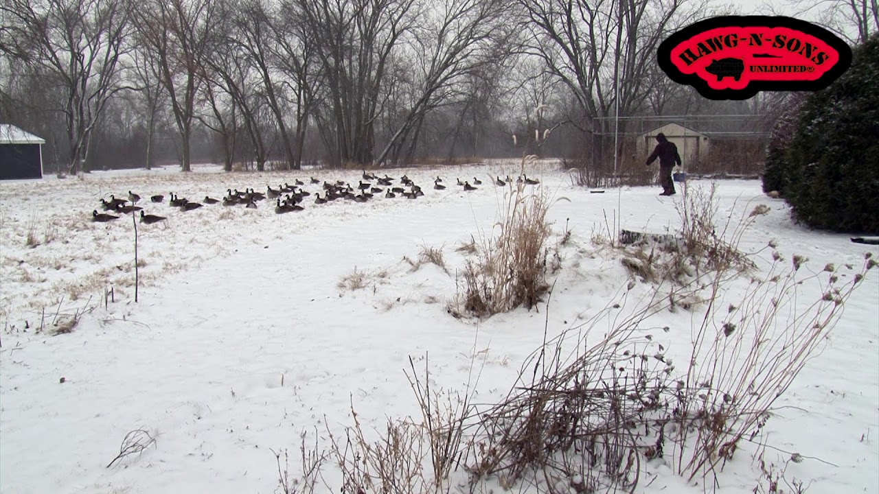 The Goose Whisperer - Canadian Honkers Flocking In Droves - YouTube