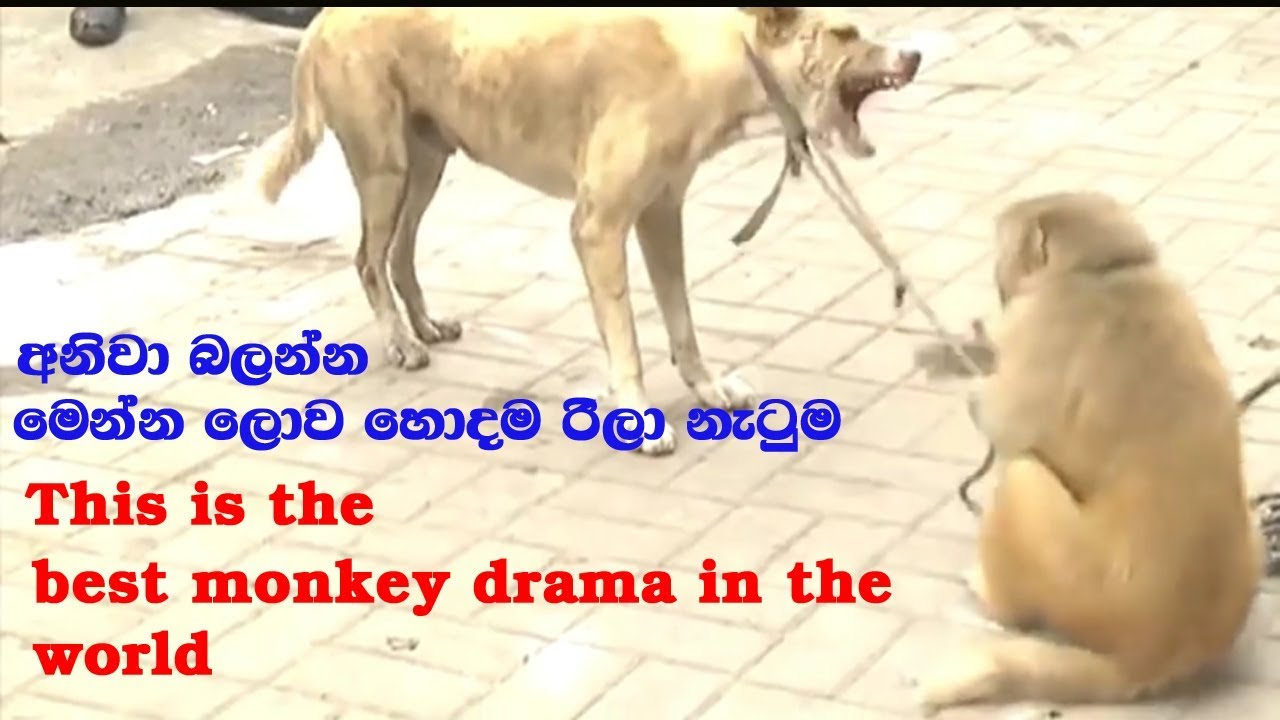 This is the best monkey drama in the world , laugh more ....with SL ...