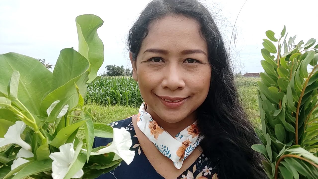 WILD EDIBLE VLOG 3 | Wild Kangkong | Yellow Velvet leaf | Katuray ...