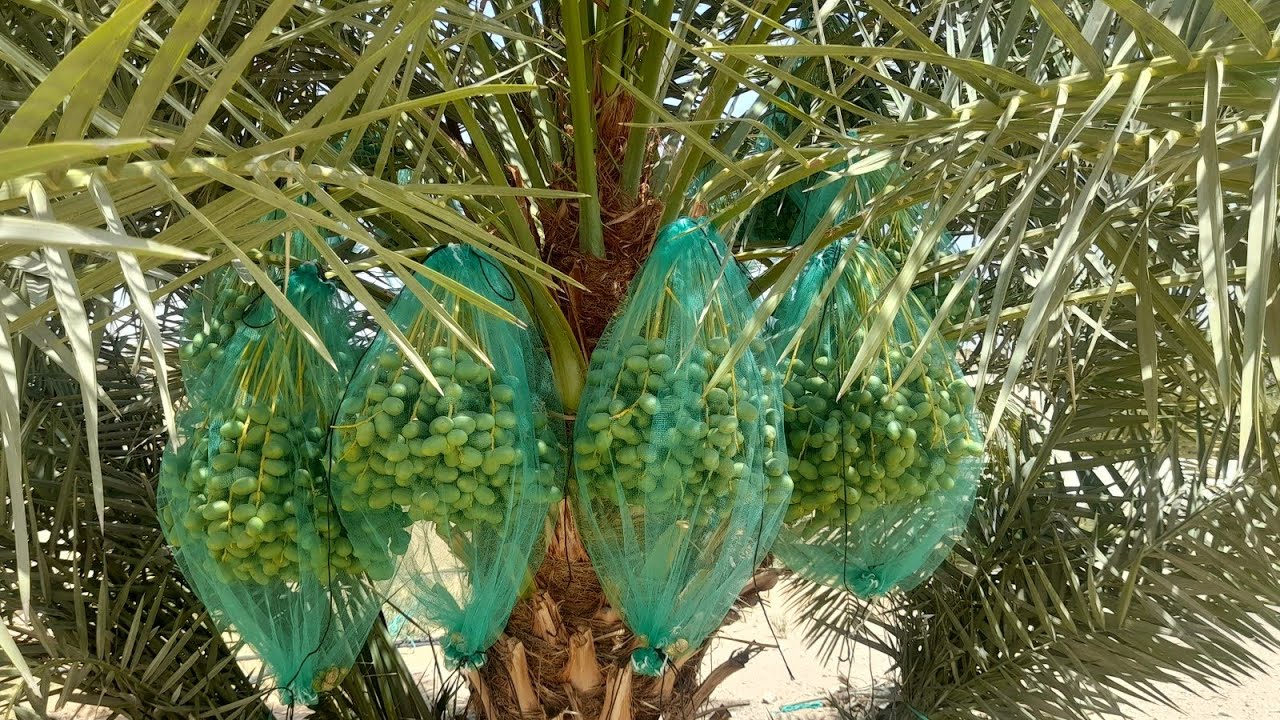 Agriculture Technology - Date Palm Pollination - Easy and Effective ...