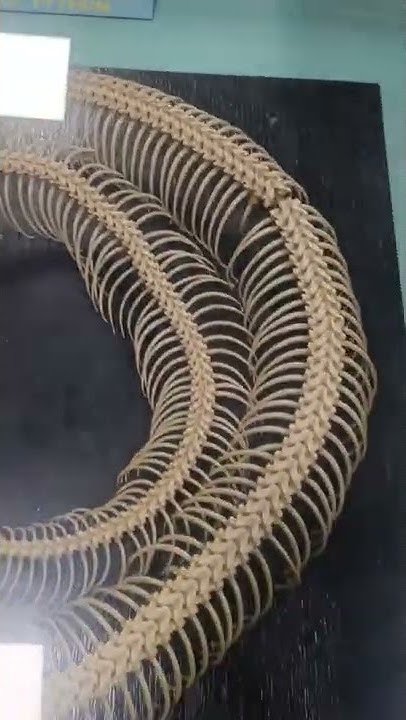 Orginal Skeleton of python #skeleton #python #viralshorts #organic # ...