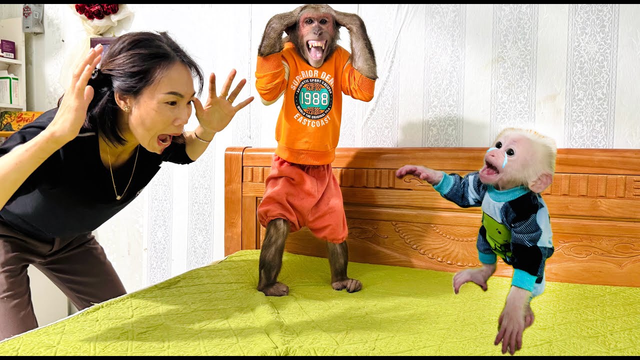 The little monkey angry with jealousy when saw Mom loving ABU! - YouTube