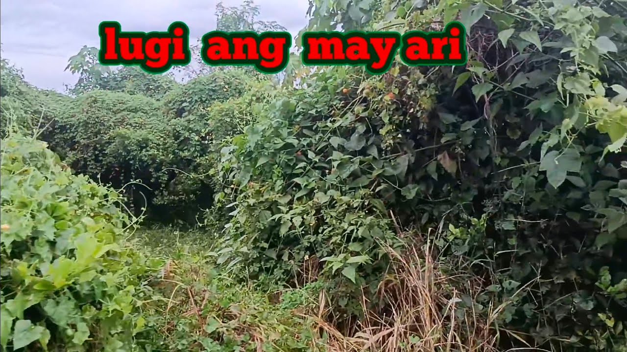 KAPAG GANITO CALAMANSIAN LUGI ANG MAY ARI - YouTube
