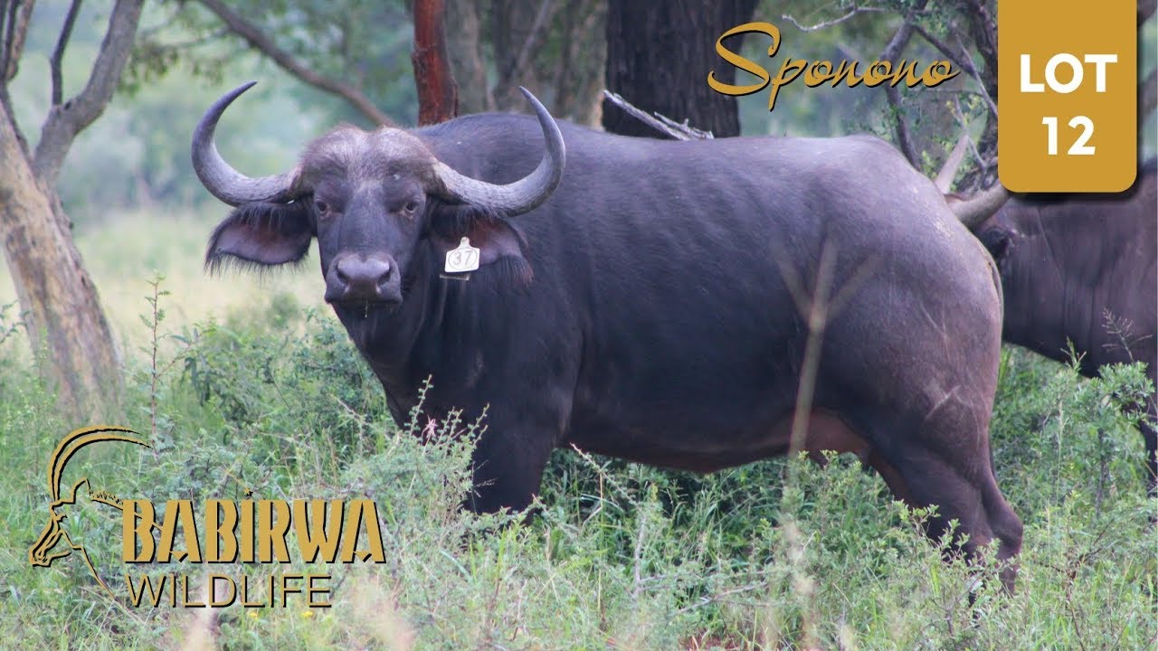 Babirwa Buff Cow LOT 12 Large - YouTube