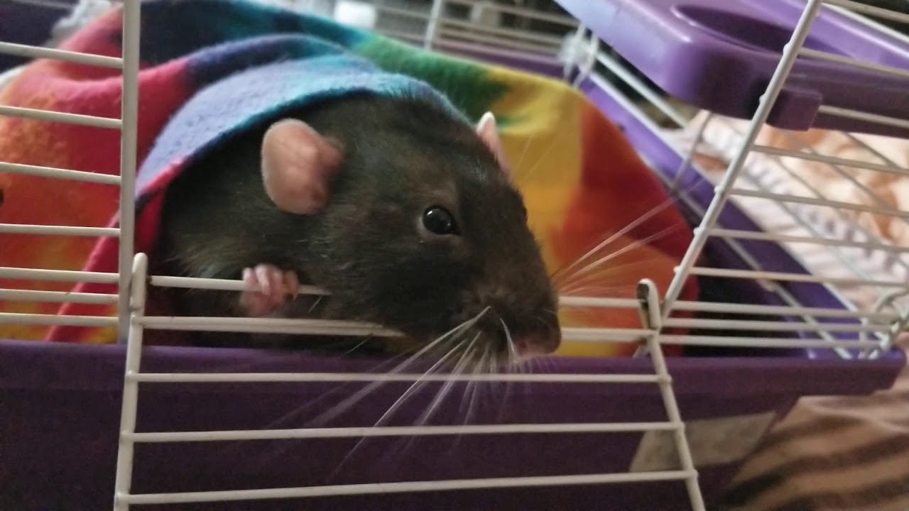 Bogo the Rat waking up from his nap - YouTube