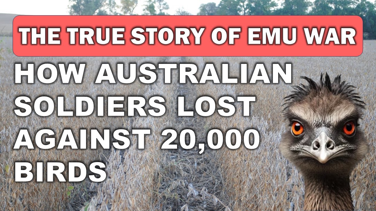 The True Story of The Emu War | Australian Soldiers Against Birds ...