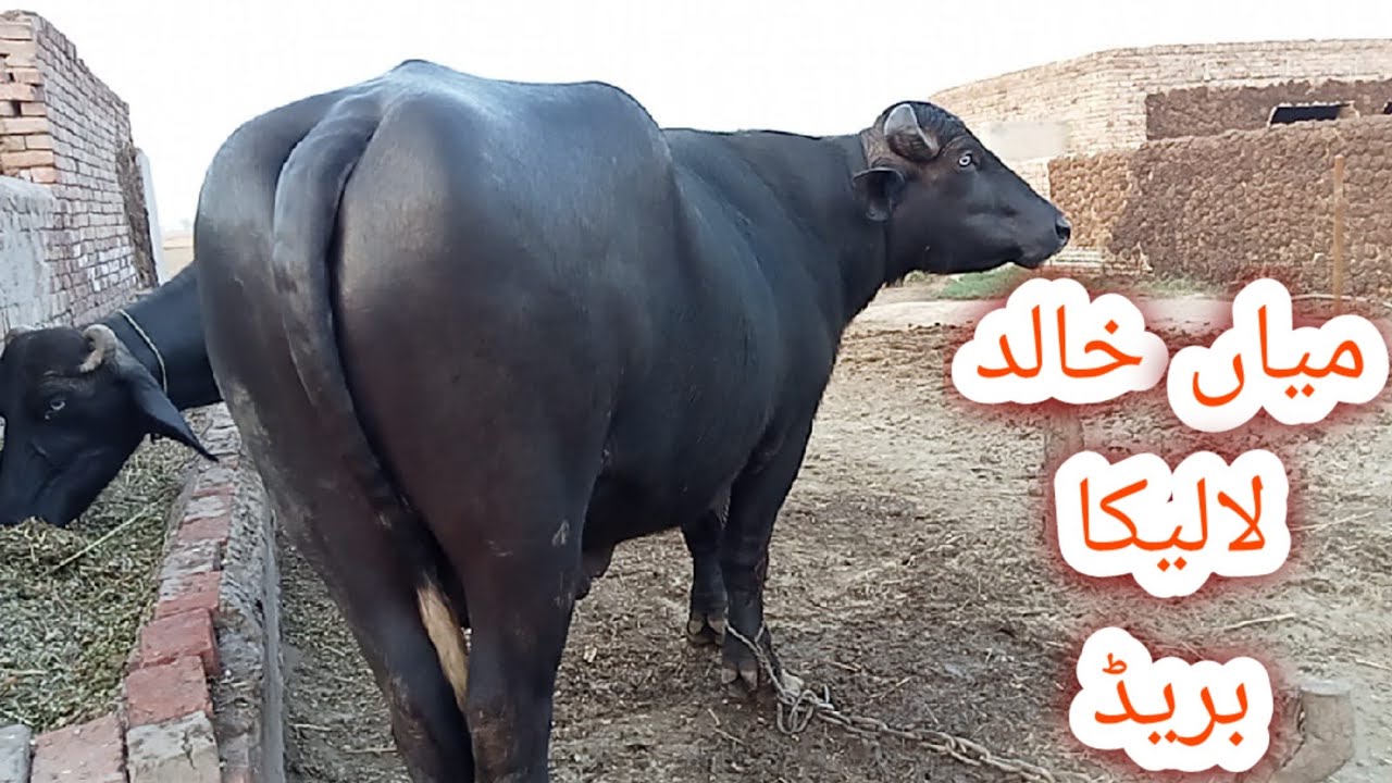 Mian Khalid Laleka breed ||Pure nili bull for sale in pakistan on ...