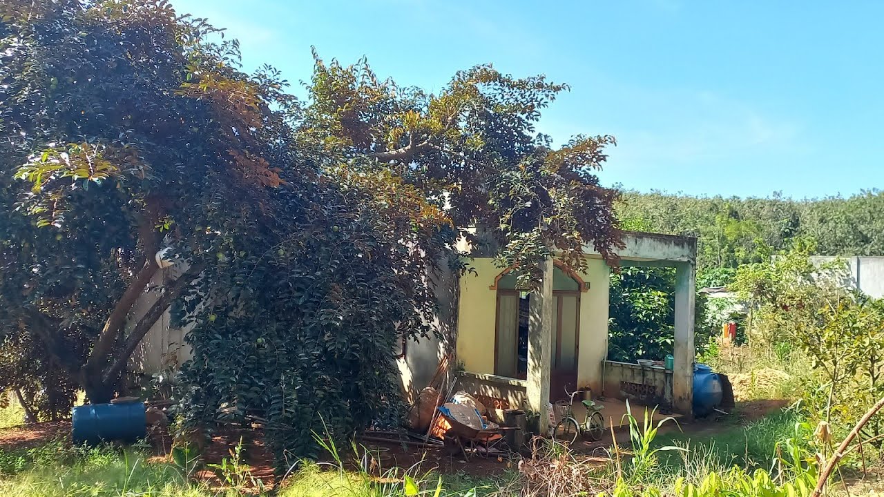 ĐÃ BÁN ,,,,nhà vườn sầu riêng+tiêu, mặt đường bê tông ,31×67×63=S1987 ...