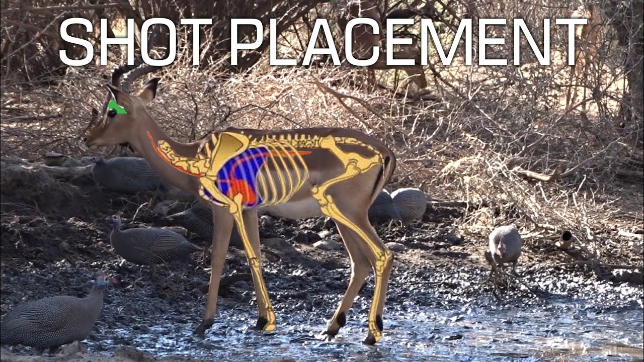 Bow Hunting Impala - SHOT PLACEMENT DEEP DIVE - YouTube