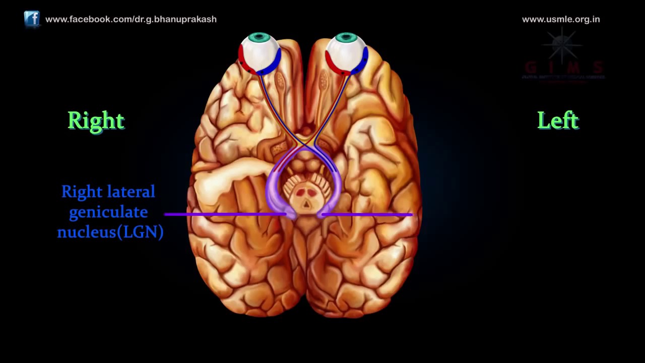 VISUAL PATHWAY ANIMATED ANATOMY VIDEO LECTURE - YouTube
