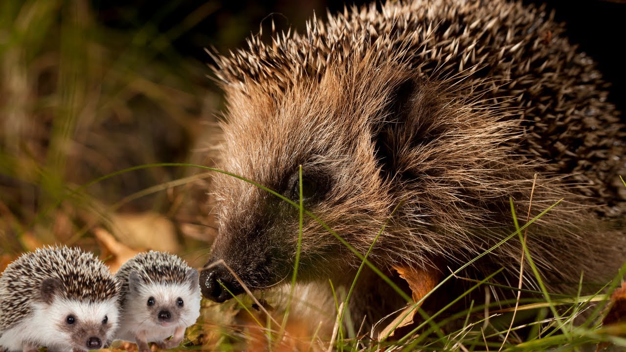 Porco-Espinho conhecidos no Brasil como Ouriço-Cacheiro, Luís-Cacheiro ...