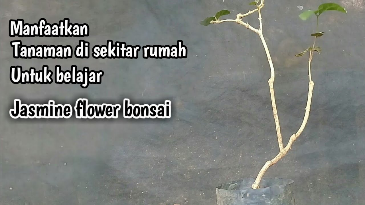 Bunga melati juga bisa di buat bonsai - YouTube