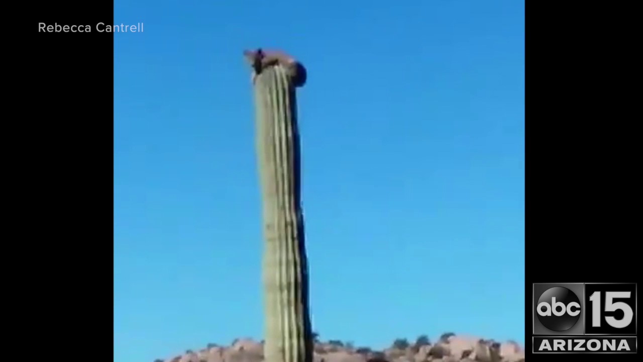 There's a bobcat on a cactus! - YouTube