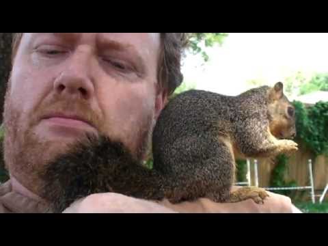 Nibbler Squirrel Mustache - YouTube