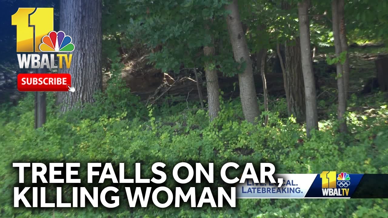 Police call fatal tree crash 'freak accident' - YouTube