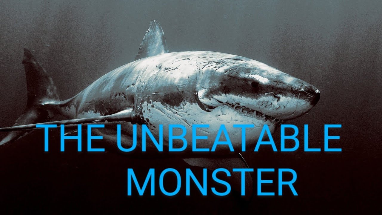 Untold stories of the great white shark// monster/#animals - YouTube