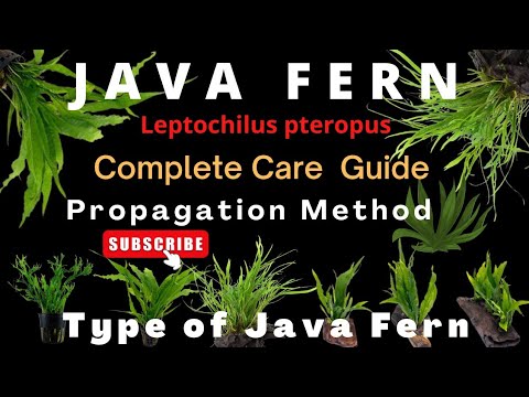 Java fern | Leptochilus Pteropus | Windelov Java fern | #javafern # ...