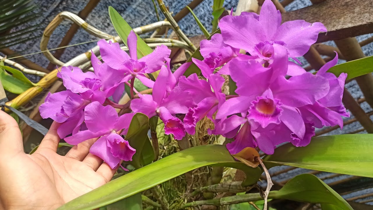 Membuat Cattleya Berbunga Lebat !! - YouTube