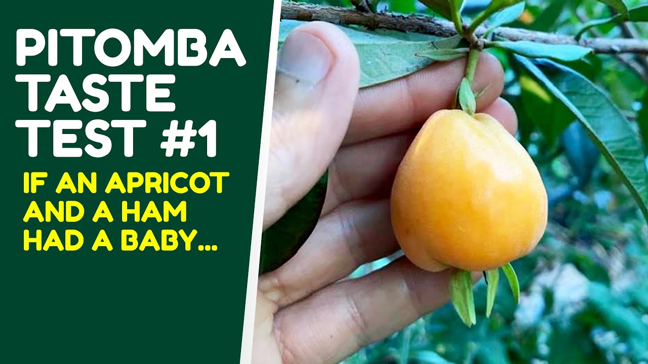 Pitomba (Eugenia luschnathiana) taste test. What the heck is Pitomba? A ...