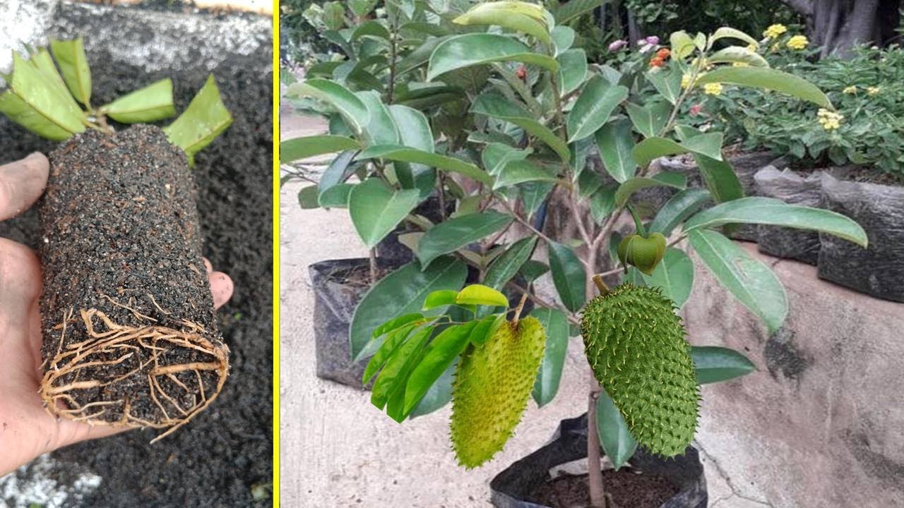 How to soursop stem cuttings to grow roots 100% Successfully... - YouTube