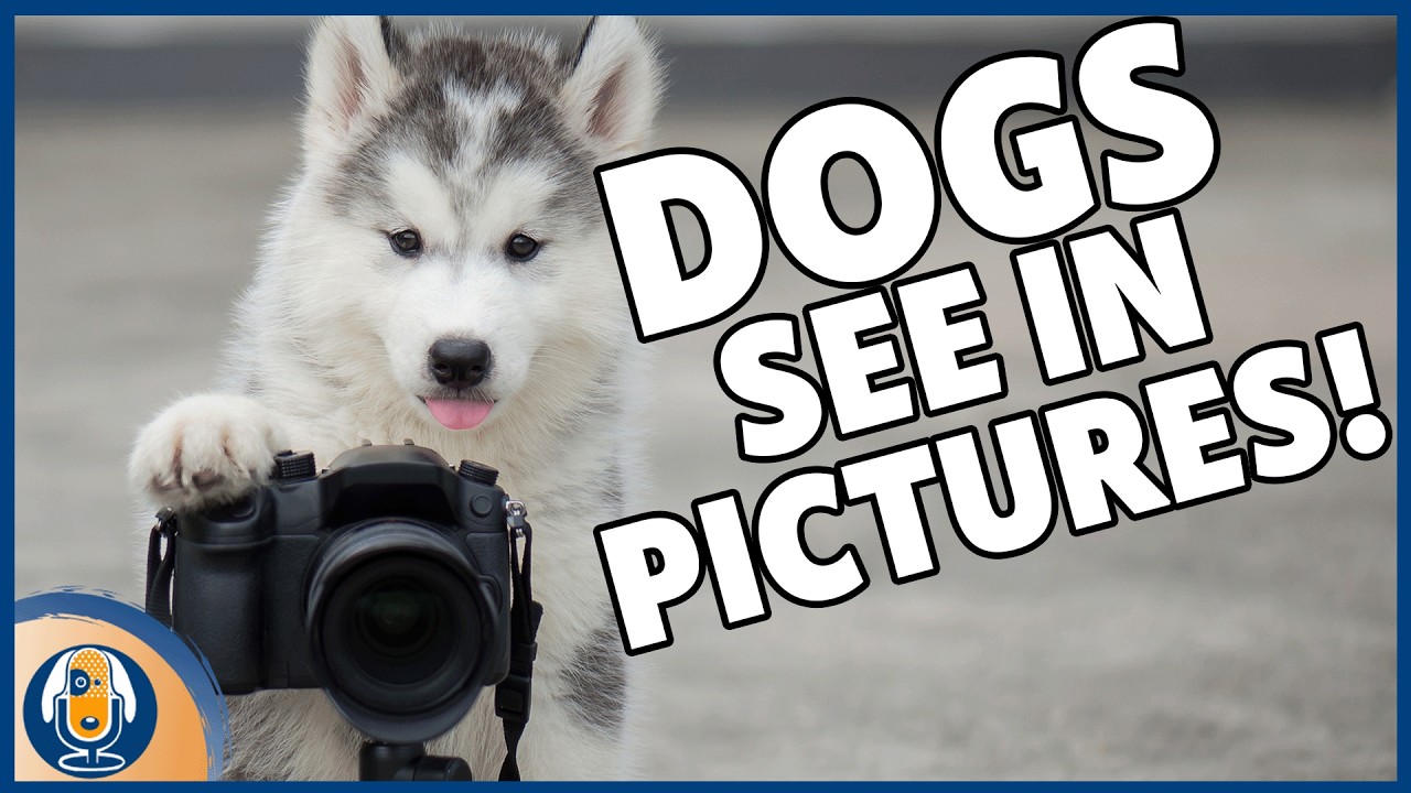 Dogs See In Pictures: Understanding Their View For Training Success ...