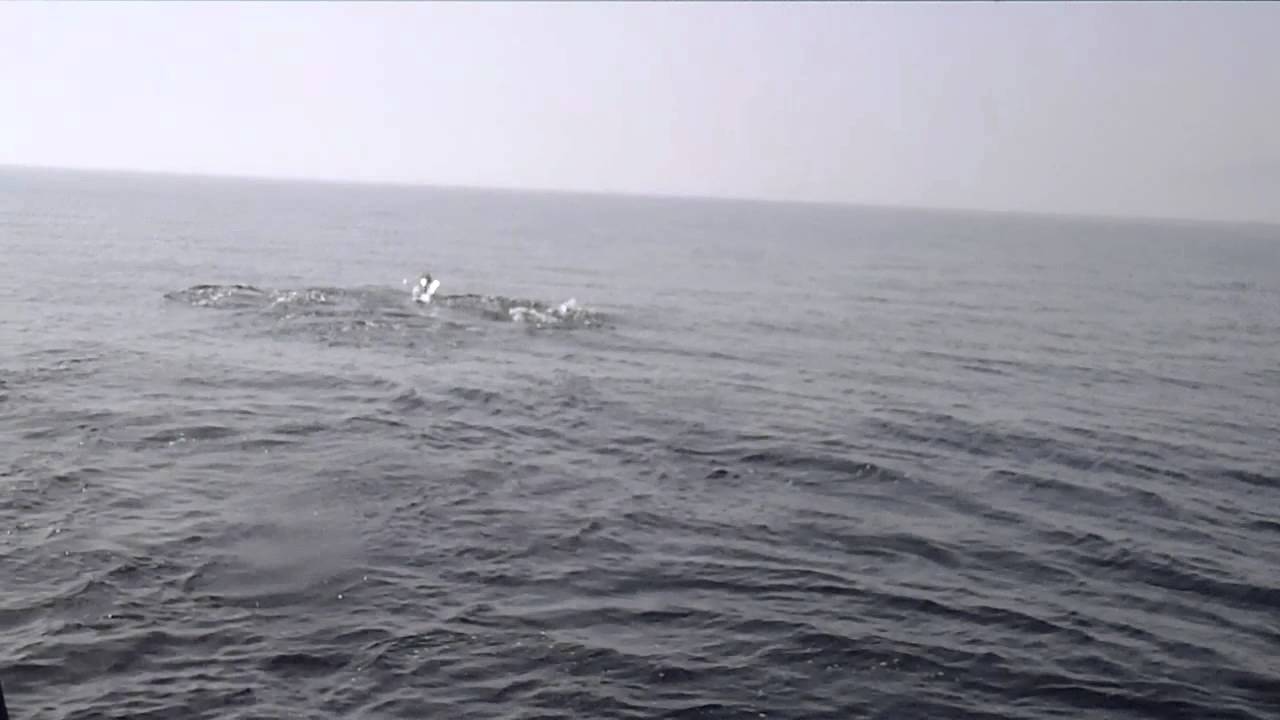 Dolphins in Persian Gulf - YouTube