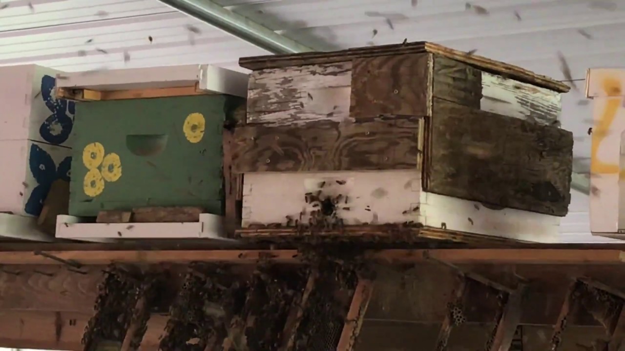 Swarms: Swarming Bees Select New Home! - YouTube