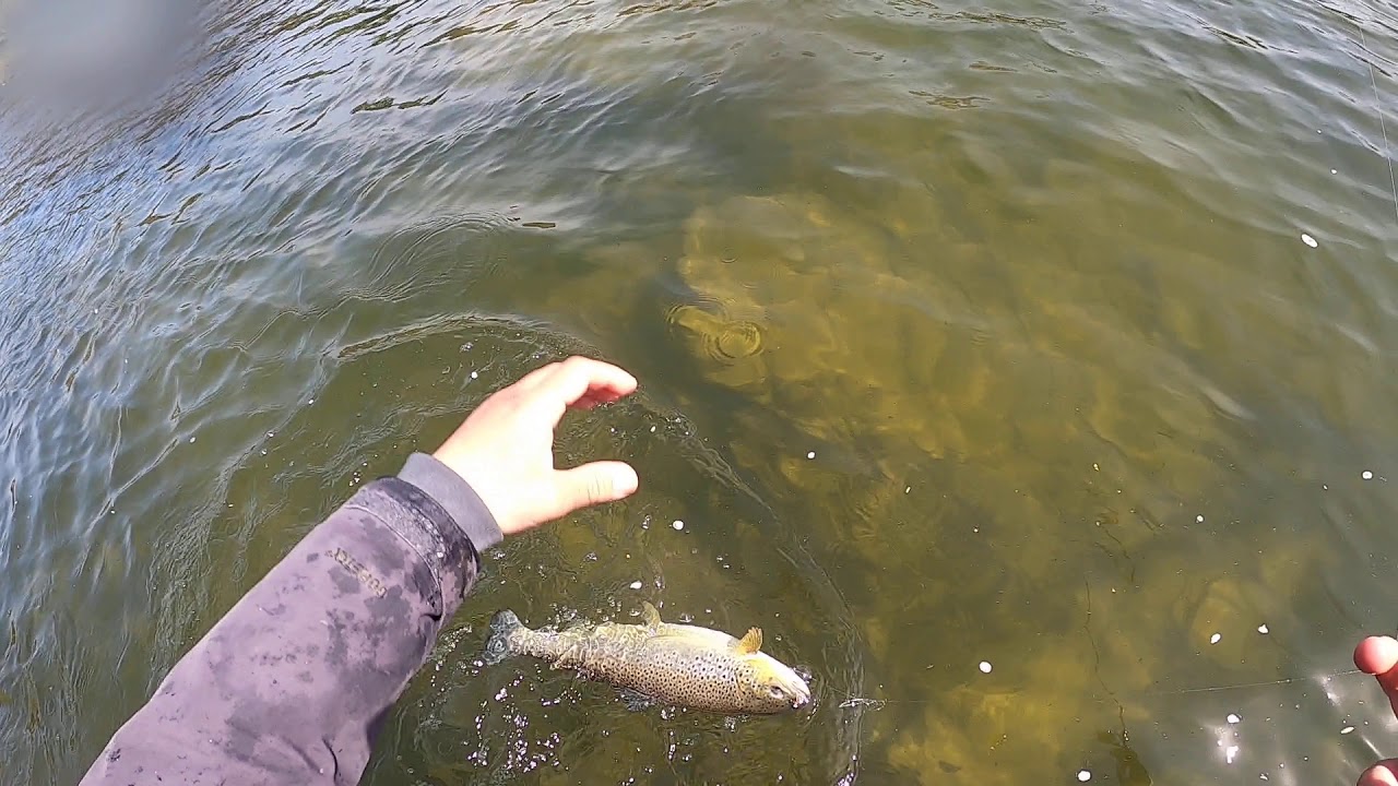 OS Dunajec pstrągi na wymuszonego cioraną nimfą - YouTube