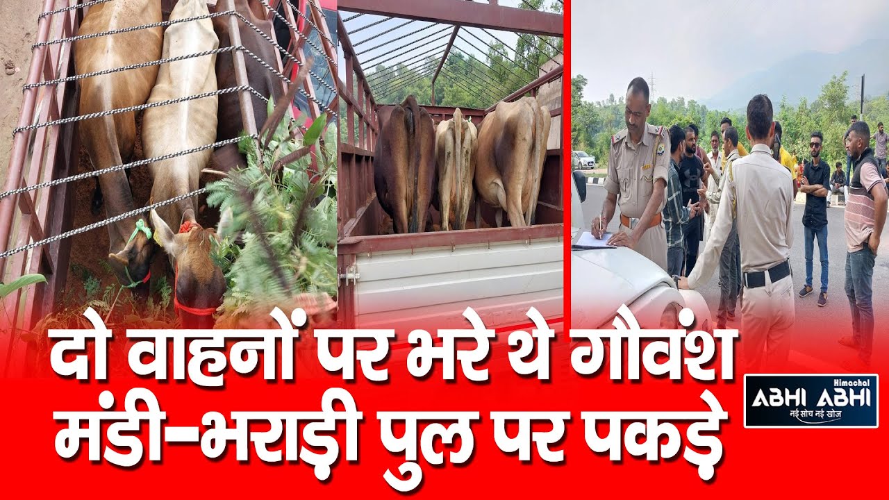Bilaspur || Bajrang Dal || cattle breed - YouTube
