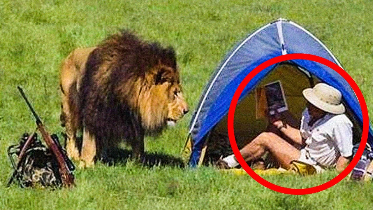 BIZARRE Animal Encounters Caught on Camera Part 5 - YouTube