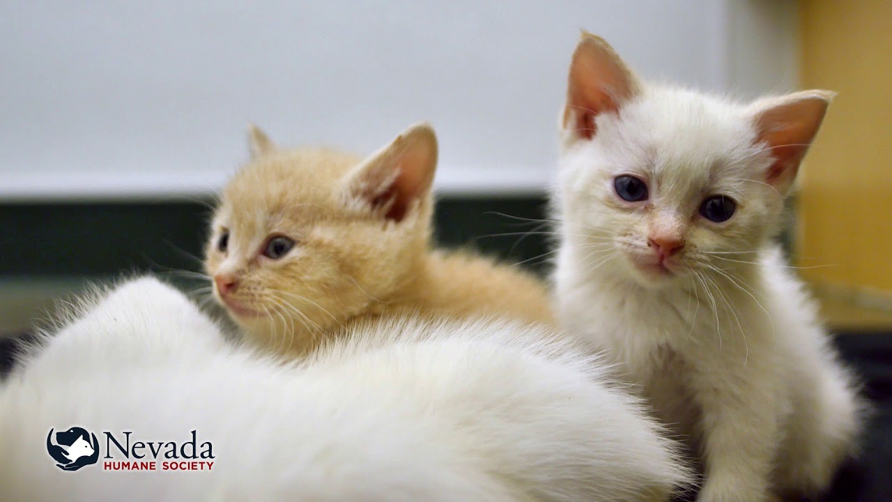 Help Us Save Lives by Fostering - YouTube