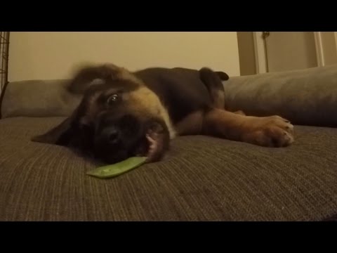 Malvin meets the sugar snap pea