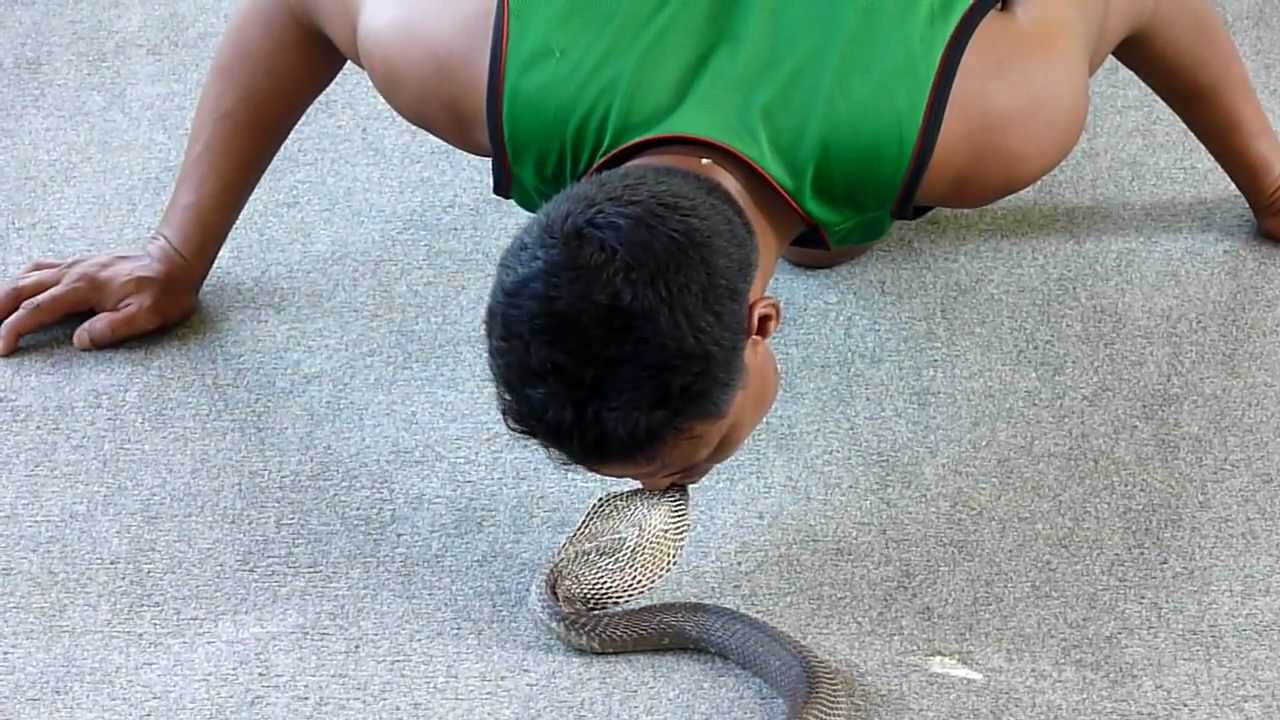 Snake charmer! Kiss a venomous snake! Incredible! Cobra! Koh Lanta ...