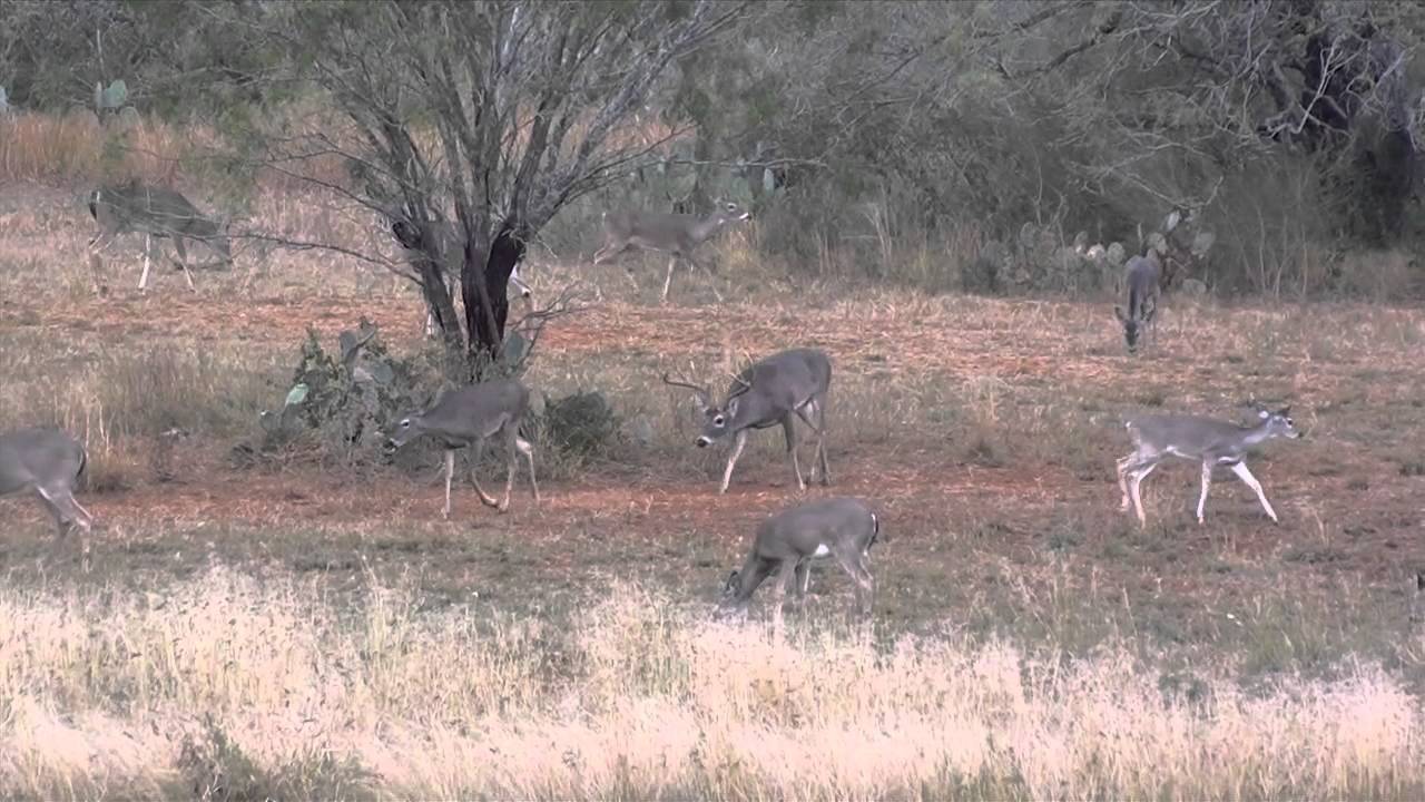 This December buck is super frisky looking for love - YouTube