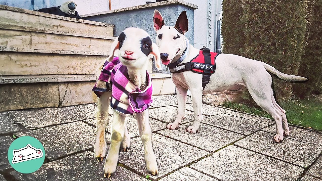 Bull Terrier and Lamb Duo Love Doing Shenanigans Together| Cuddle ...