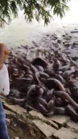 Amazing Catfish In India - YouTube