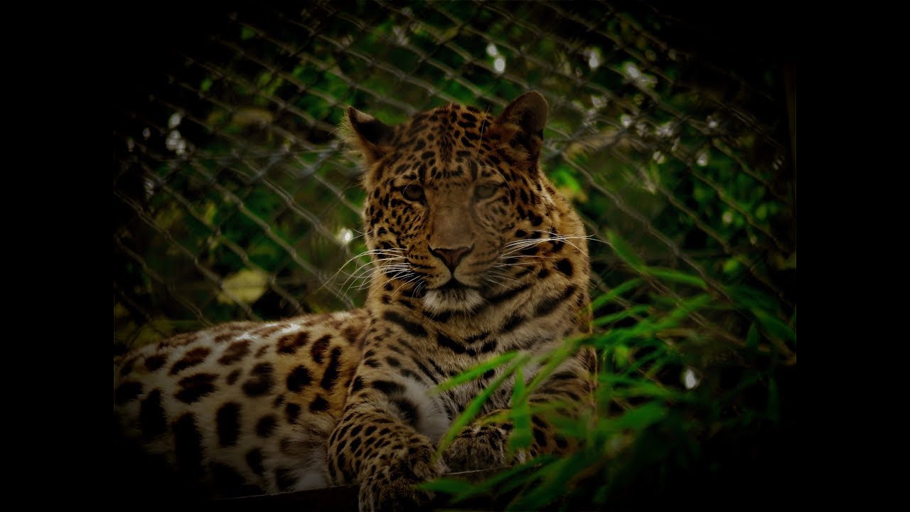 Howletts Wild Animal Park Trip - (June 2017) - YouTube