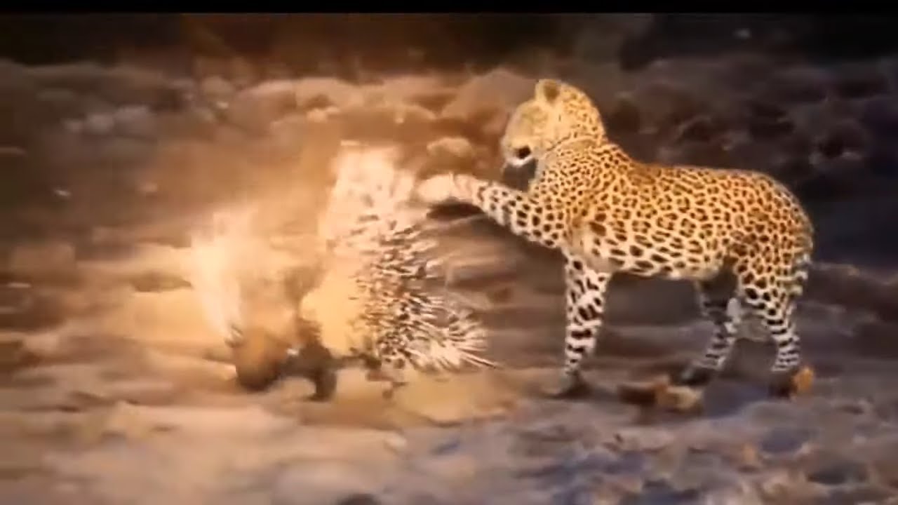 Leopard Hunts Porcupine, Lions Vs Porcupine - YouTube